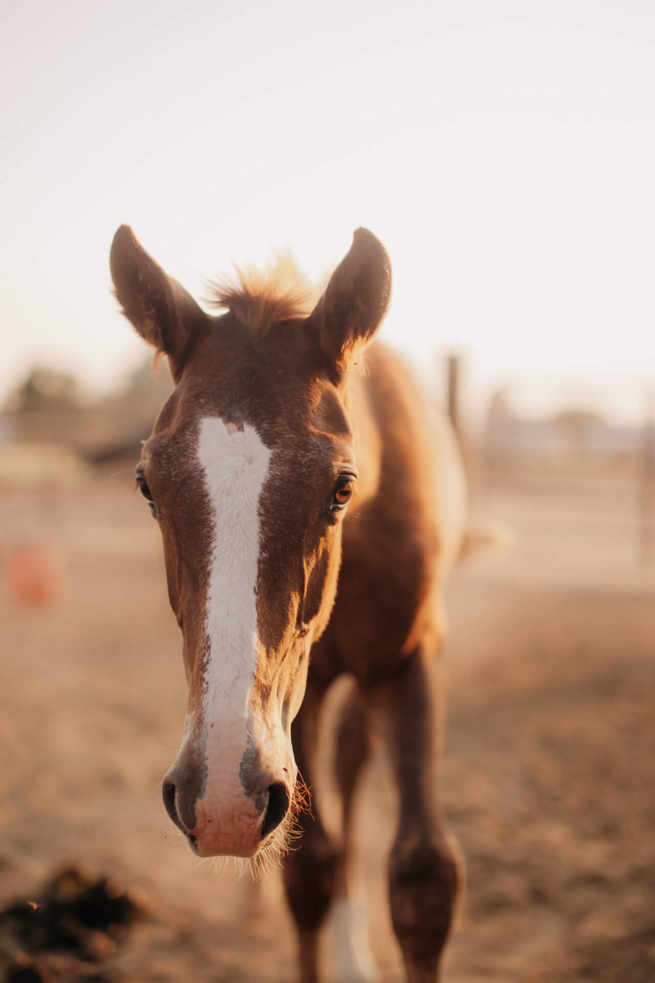 Home - Lazy B Equine Rescue and Sanctuary