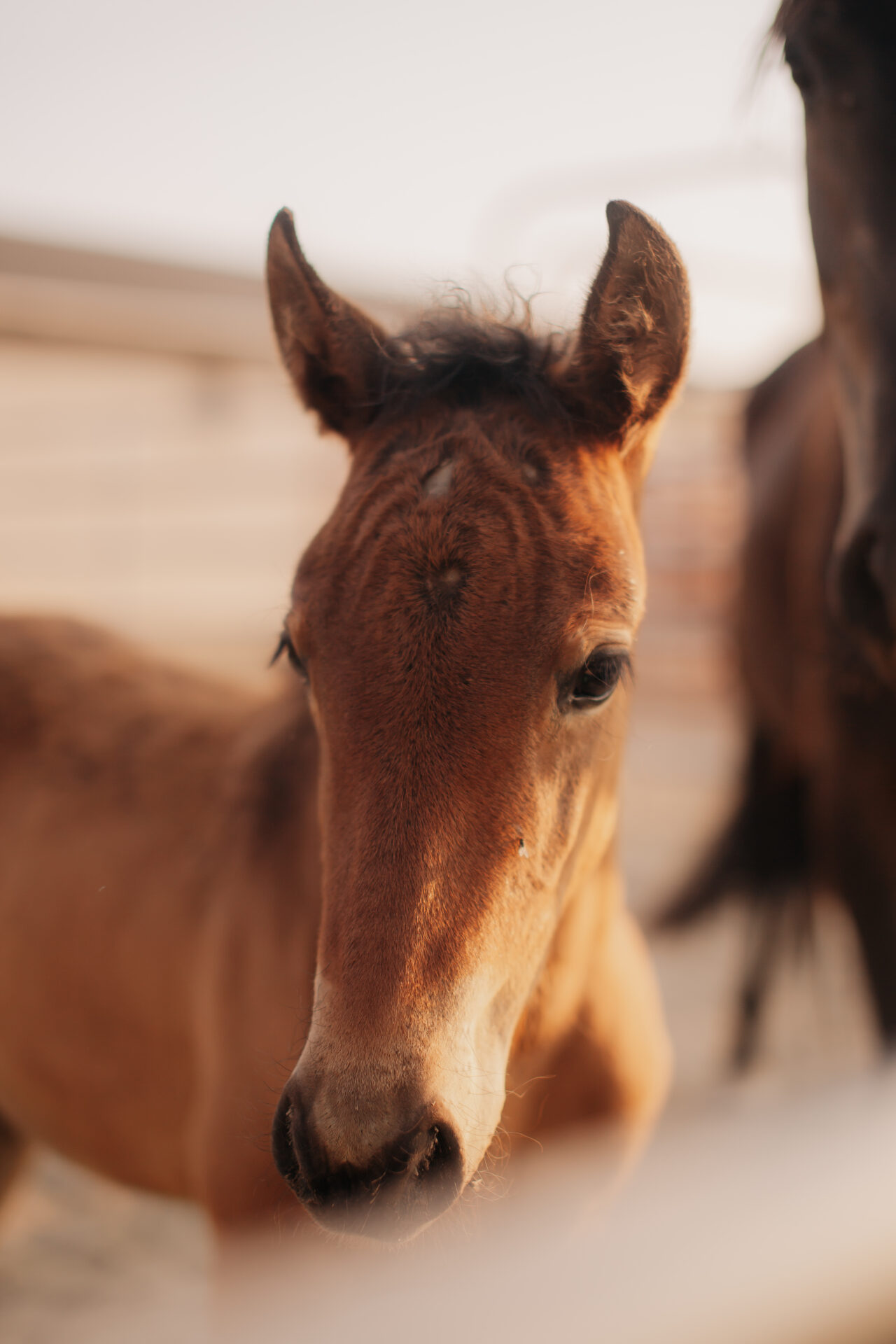 Home - Lazy B Equine Rescue and Sanctuary